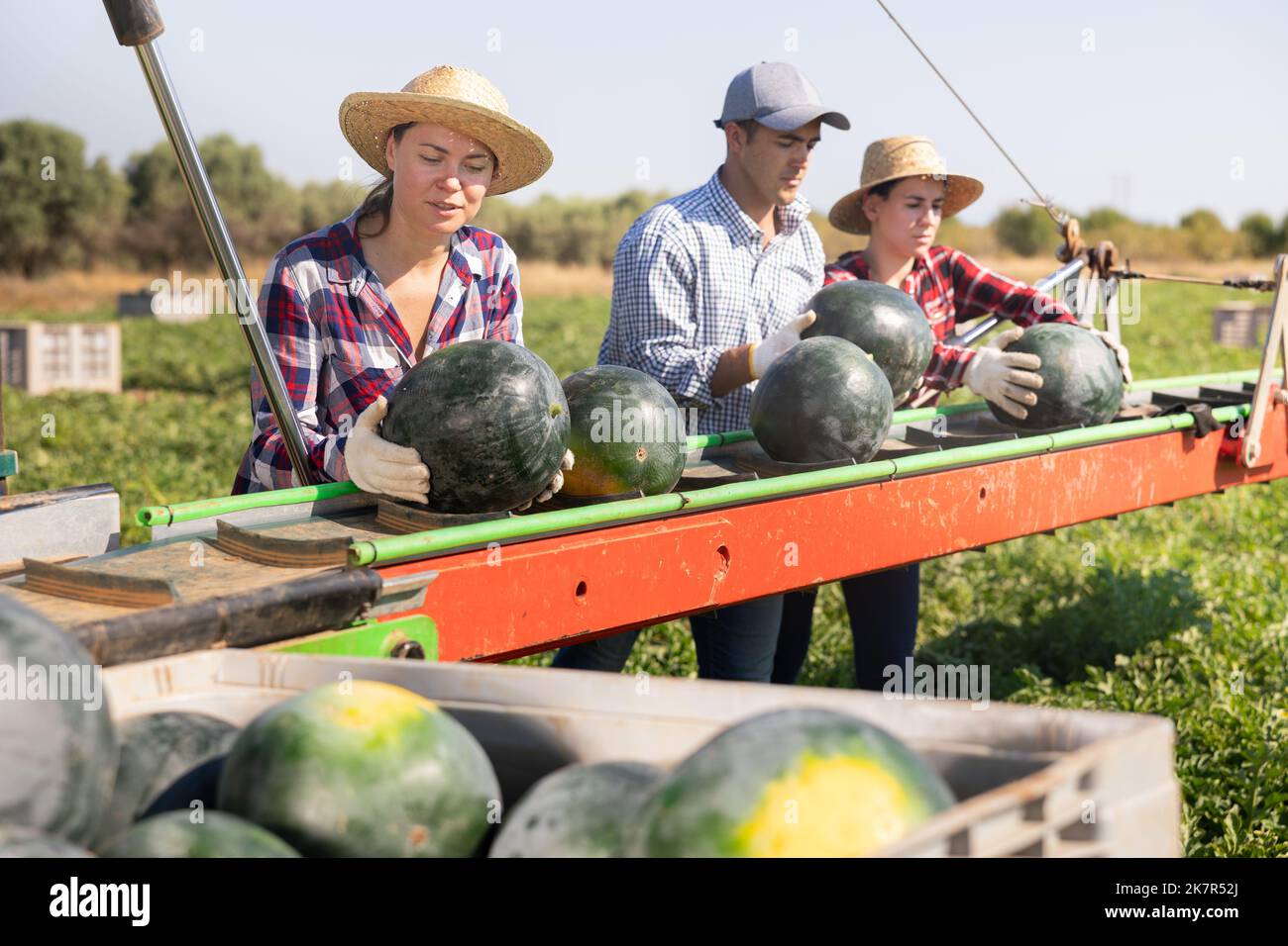 Workers picking ripe watermelons using harvesting machine Stock Photo ...