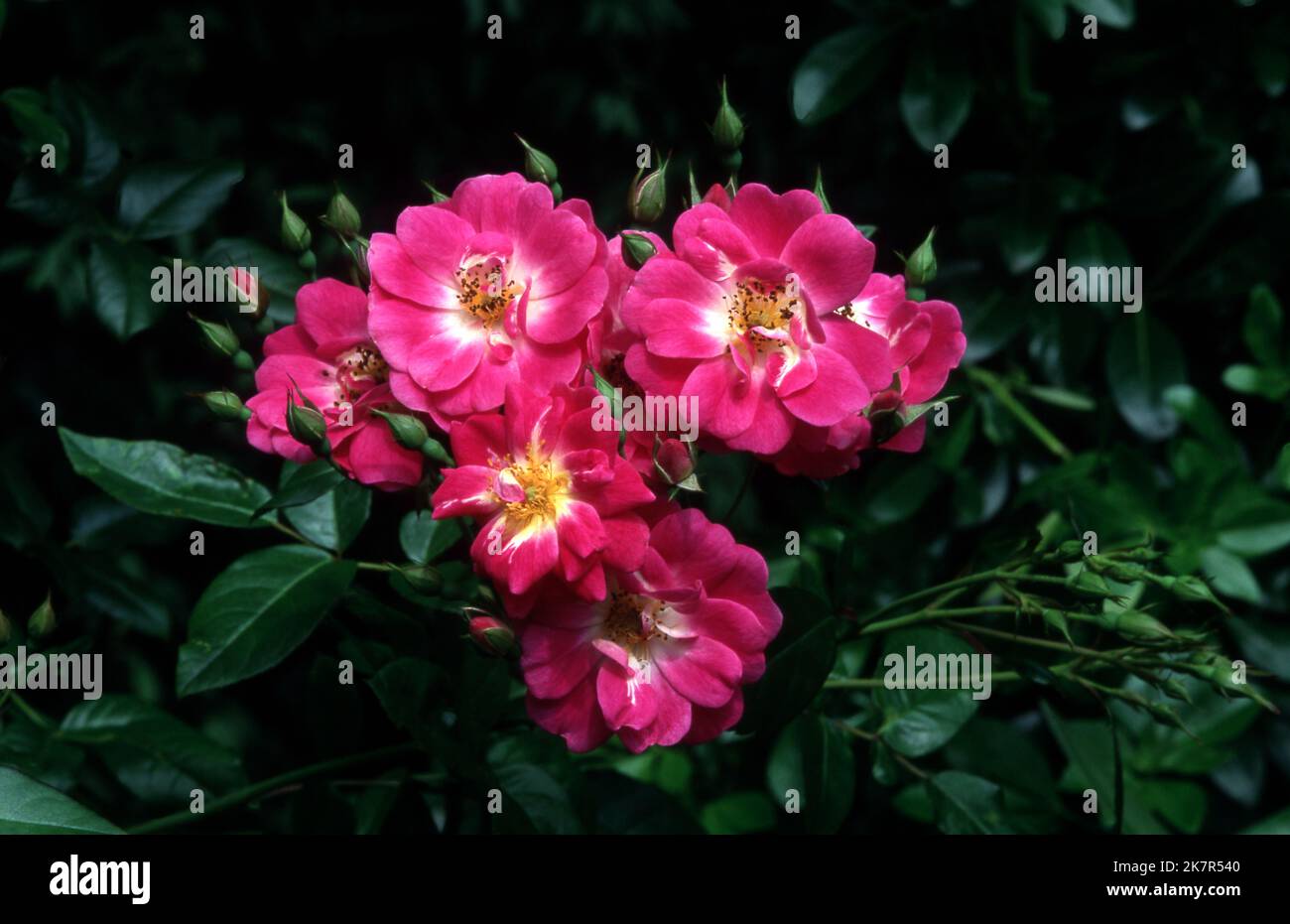 Shady lady hi-res stock photography and images - Alamy