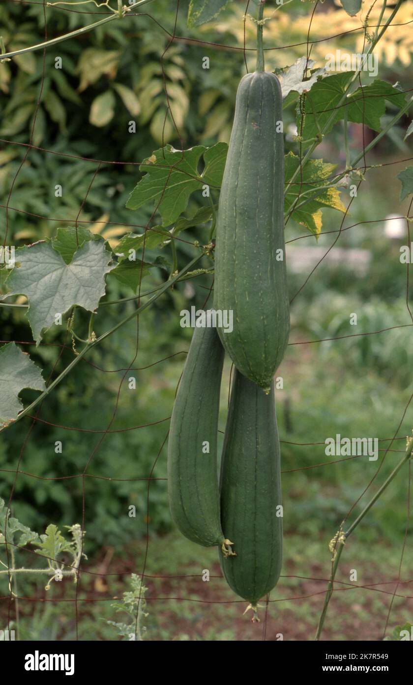 Growing luffa vegetables hi-res stock photography and images - Alamy