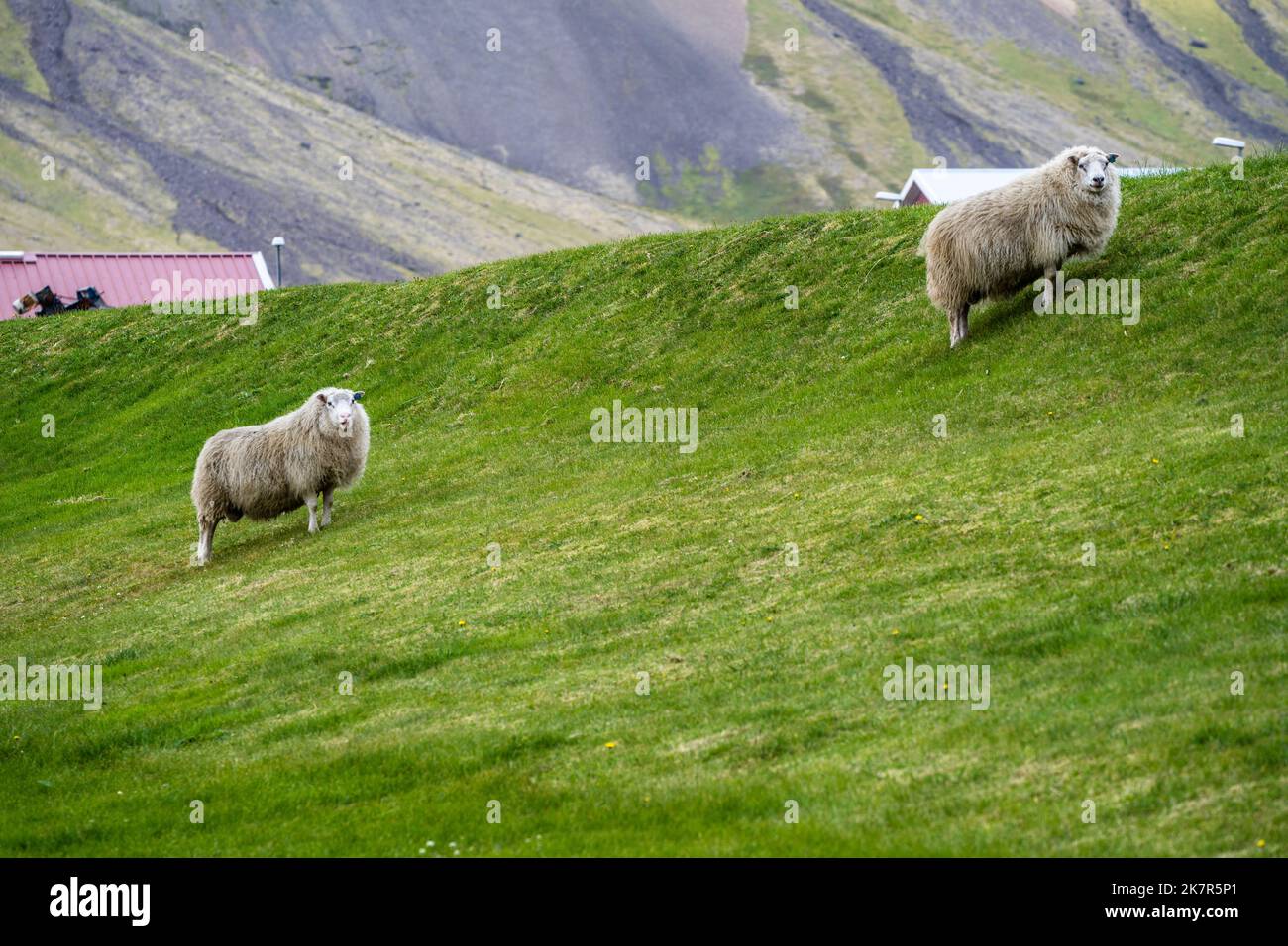 Fluffy sheep hi-res stock photography and images - Alamy