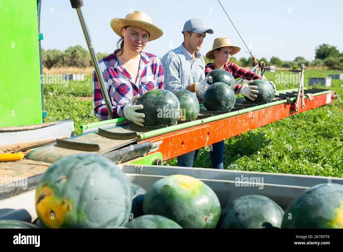 Group of farm workers picking watermelons, working on harvesting ...