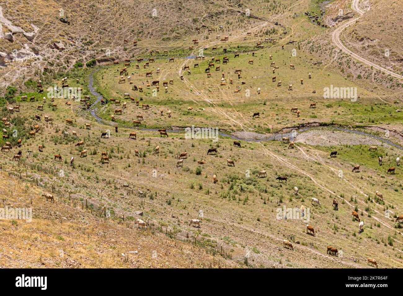 Overhead of herd of cattle hi-res stock photography and images - Alamy