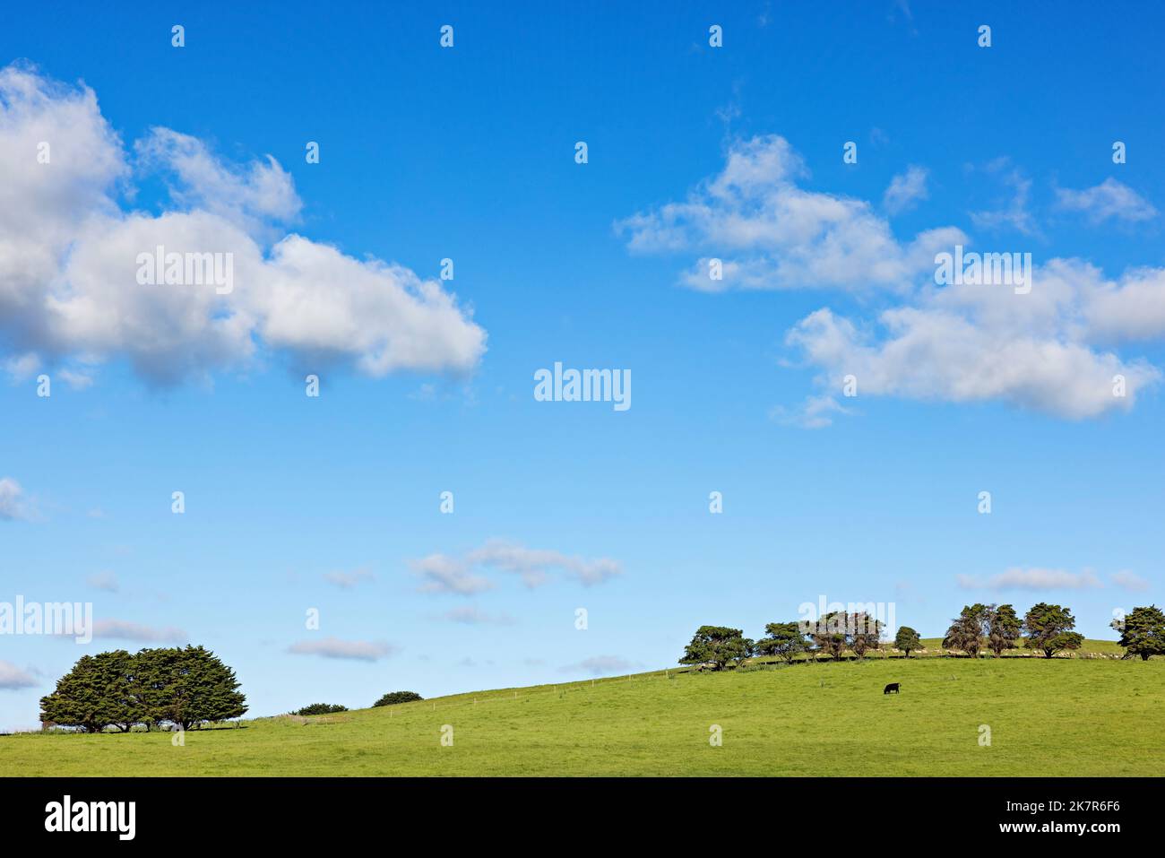 Learmonth Australia. / A young black steer grazing on lush pasture ...