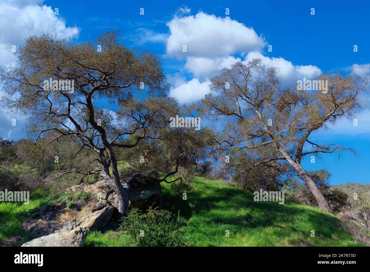 Bent trees, from coastal winds, in southern California of the United ...