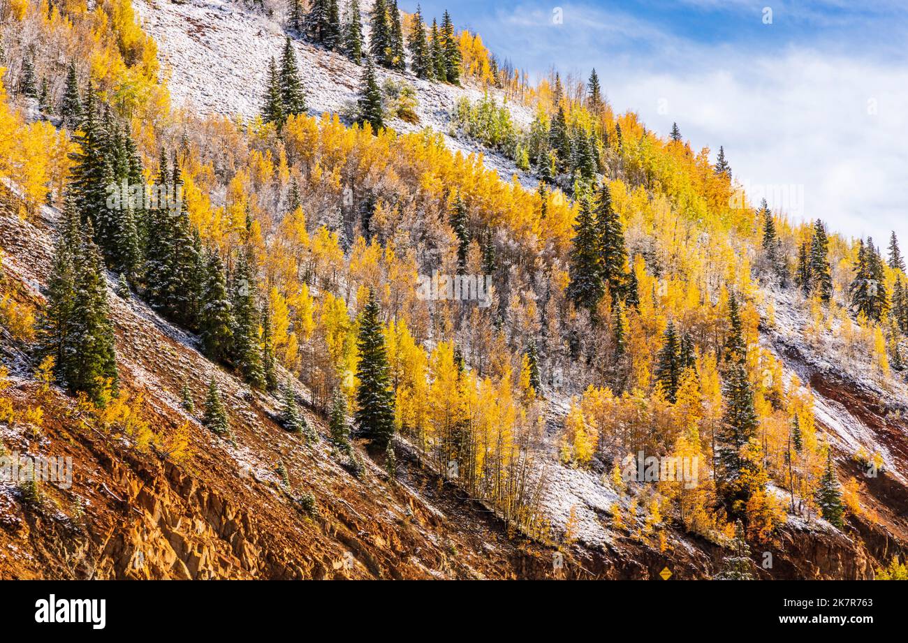 Fresh snow on a red rock mountainside with golden aspen and evergreen ...