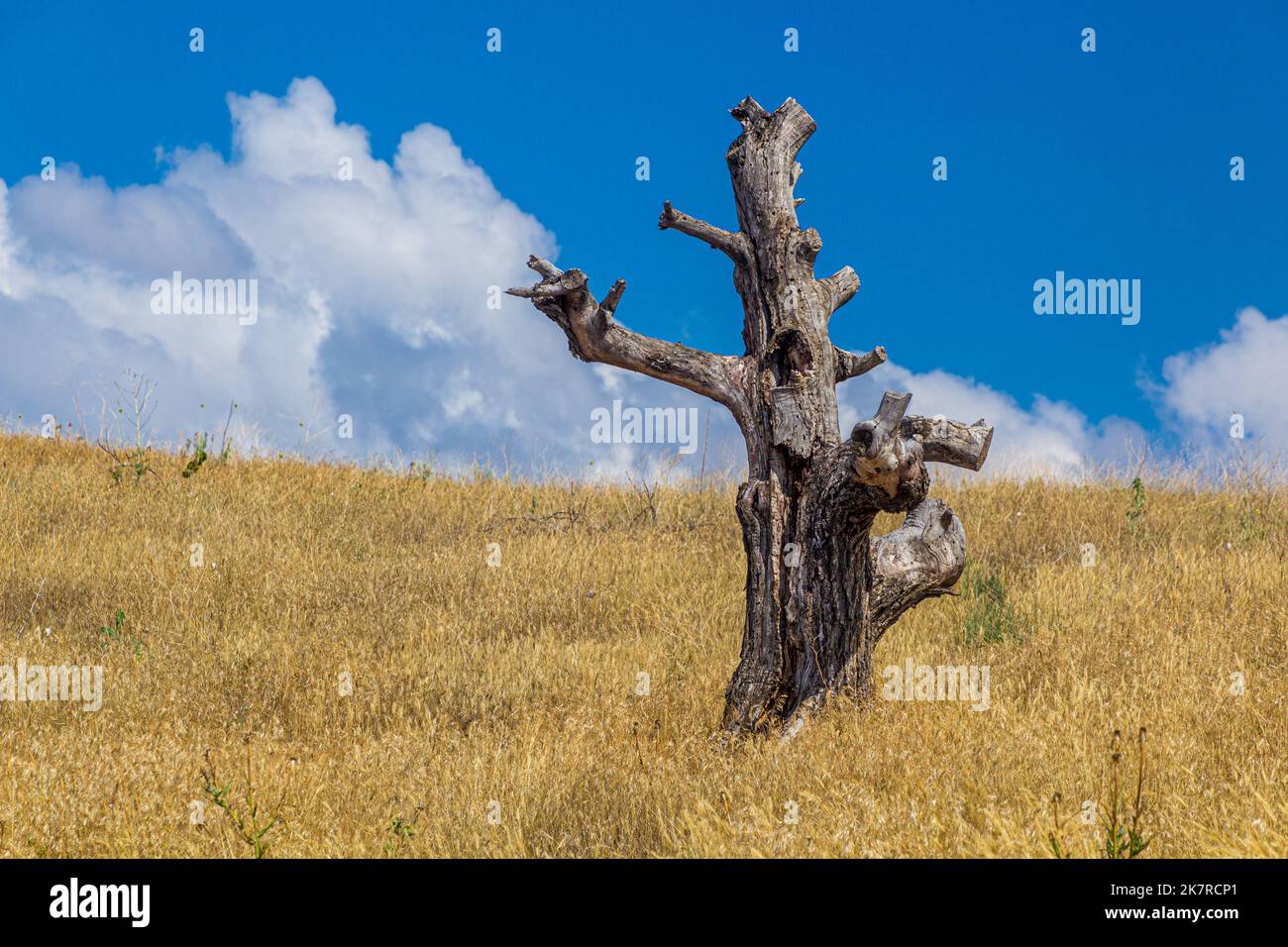 Lone dry tree in Cappadocia, Turkey Stock Photo - Alamy