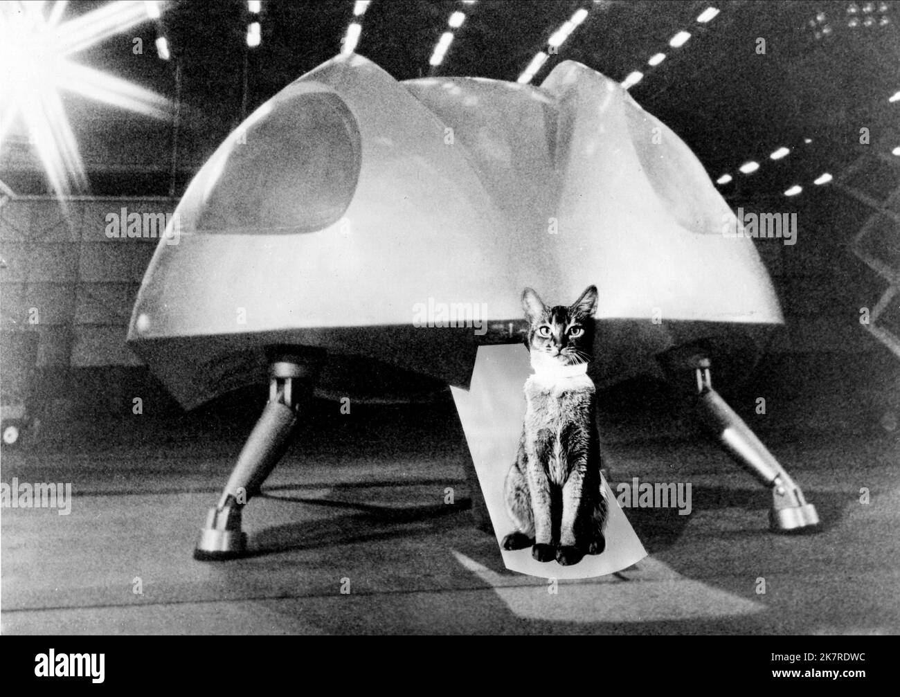 Jake The Cat Film The Cat From Outer Space (USA 1978) Director: Norman ...