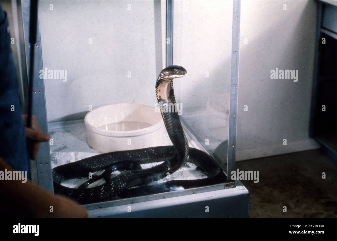 Cobra Snake Film Ssssnake; Sssssss (1973) Director: Bernard L. Kowalski ...