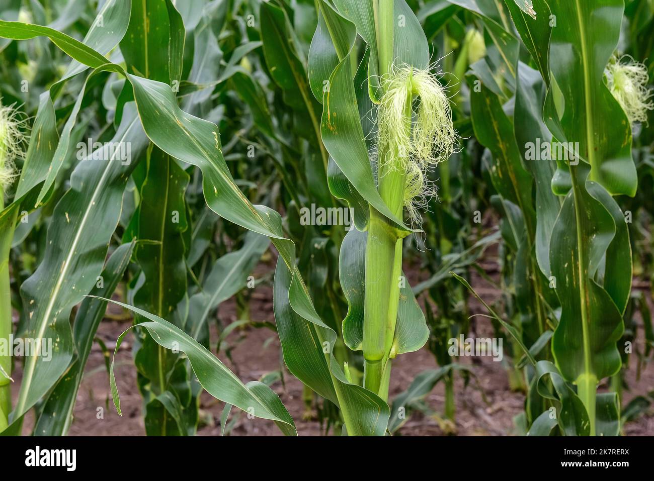 Pampas argentina corn hi-res stock photography and images - Alamy