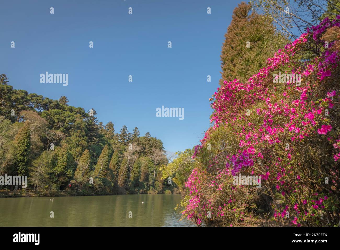 Lago Negro Black Lake at springtime sunset, Gramado, Rio Grande do Sul ...
