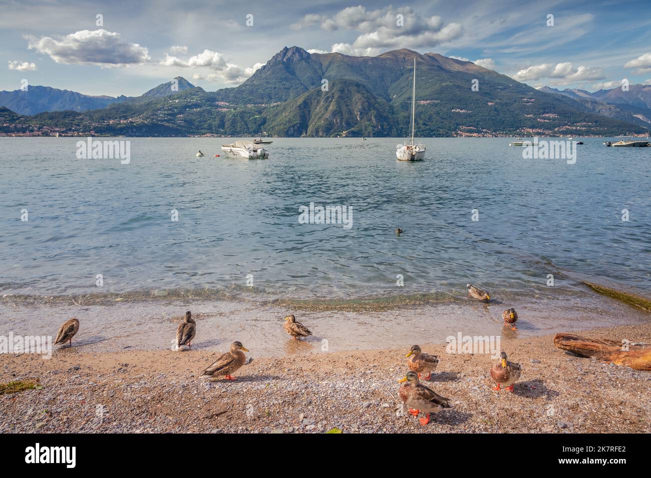 Ducks on Lake Como shore and sailboats at sunset, Bellagio, Lombardy ...