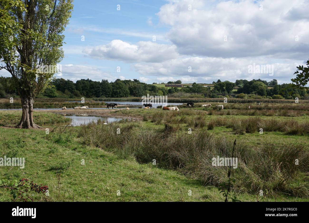 Water meadows on the River Exe at Topsham, Devon Stock Photo - Alamy