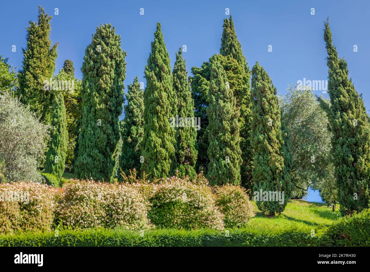 Italy tuscany cypress landscape hi-res stock photography and images - Alamy
