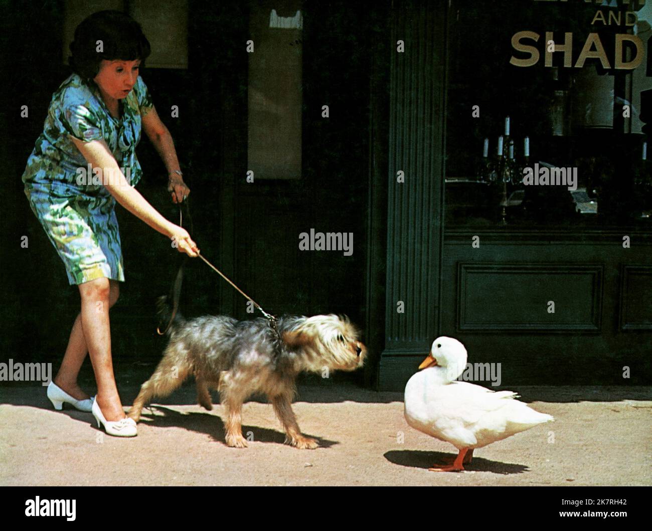 Charlie The Duck Film: The Million Dollar Duck (1971) Director: Vincent ...