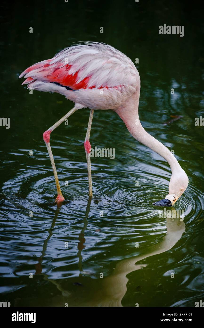 Flamingo, tropical freshwater bird with long neck on the lake, Pantanal ...