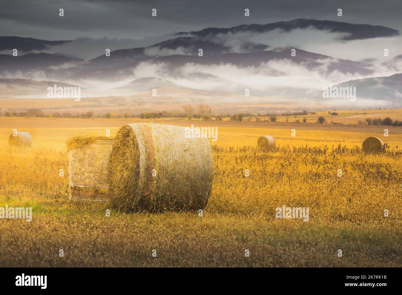 Harvesting hay from a farm, Bales of straw in the agricultural field ...