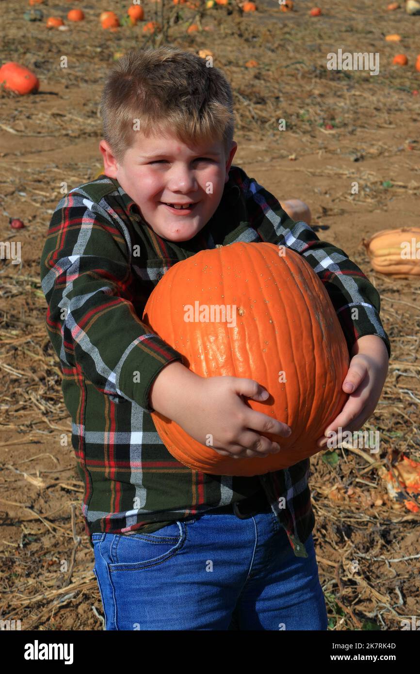 Boy with pumpkin hi-res stock photography and images - Alamy