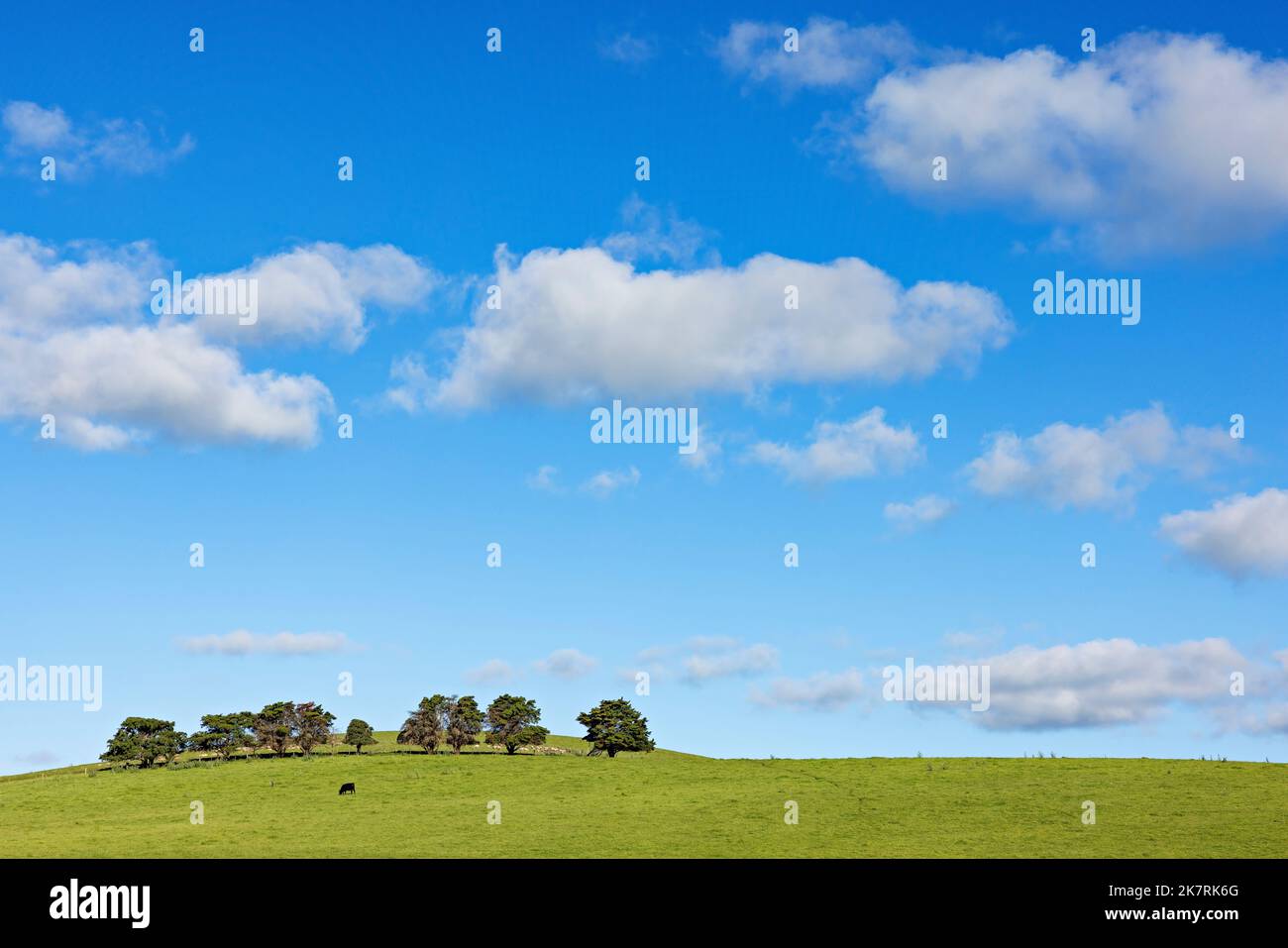 Learmonth Australia. / A young black steer grazing on lush pasture ...