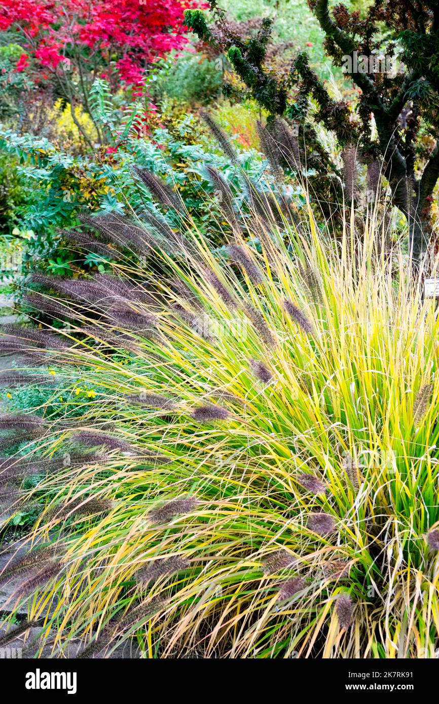 Pennisetum alopecuroides Japonicum, Autumn, Pennisetum in Garden Scene ...