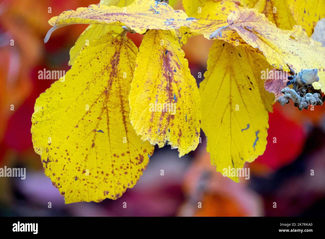 Witch hazel autumn foliage hamamelis hi-res stock photography and ...