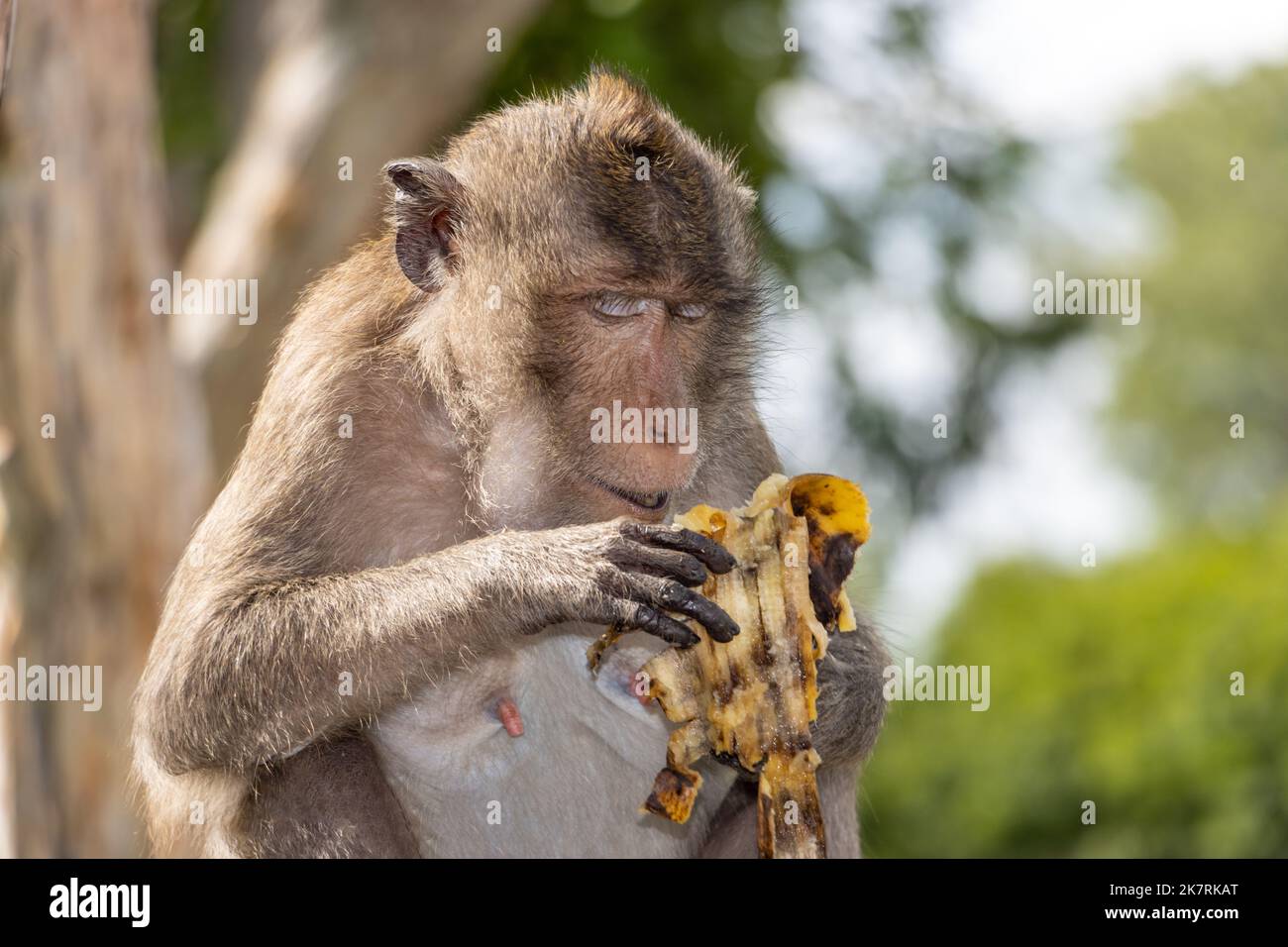 Macaque monkey eating banana in nature Stock Photo - Alamy