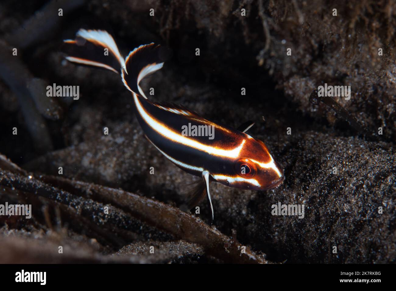 A juvenile Striped sweetlips, Plectorhinchus lessonii, swims in a ...