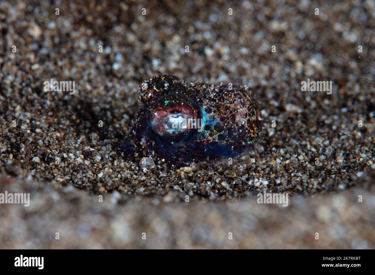 A tiny, nocturnal Bobtail squid, Euprymna berryi, uses sand to ...