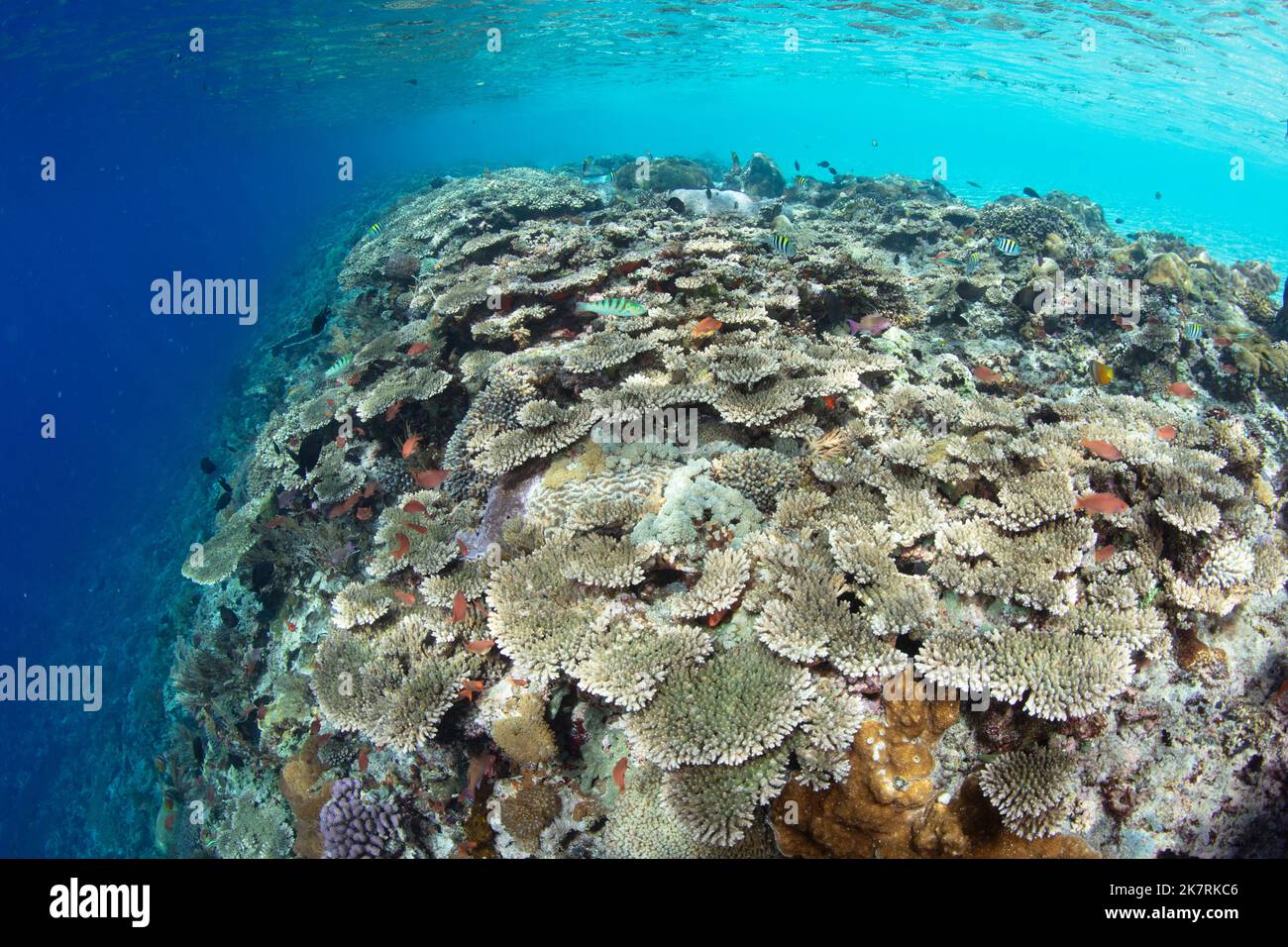An incredible coral reef grows in the shallows near a remote island in ...