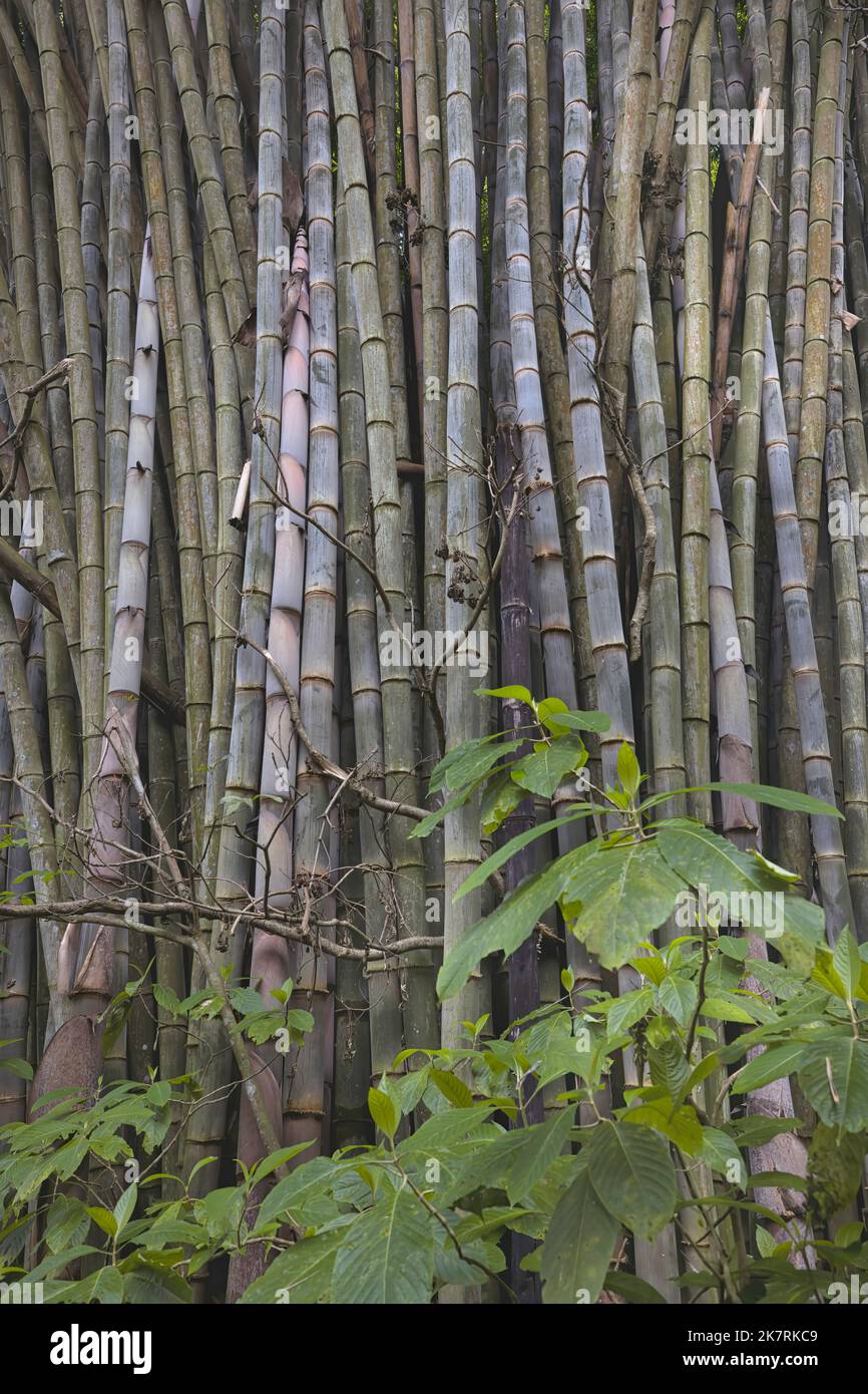 Bamboo forest, Costa Rica Stock Photo - Alamy