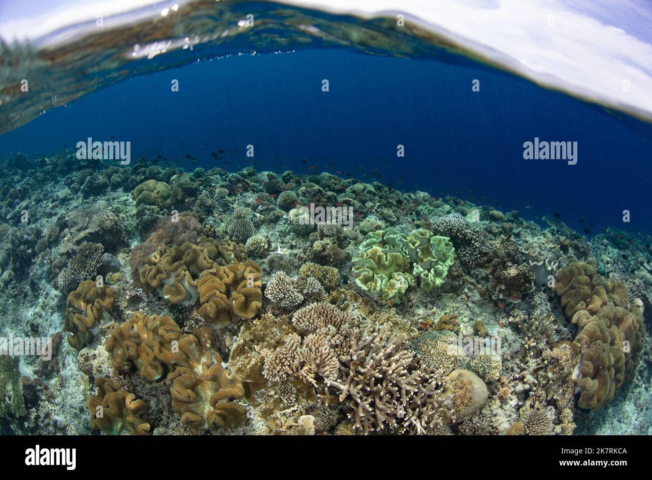 An incredible coral reef grows in the shallows near a remote island in ...
