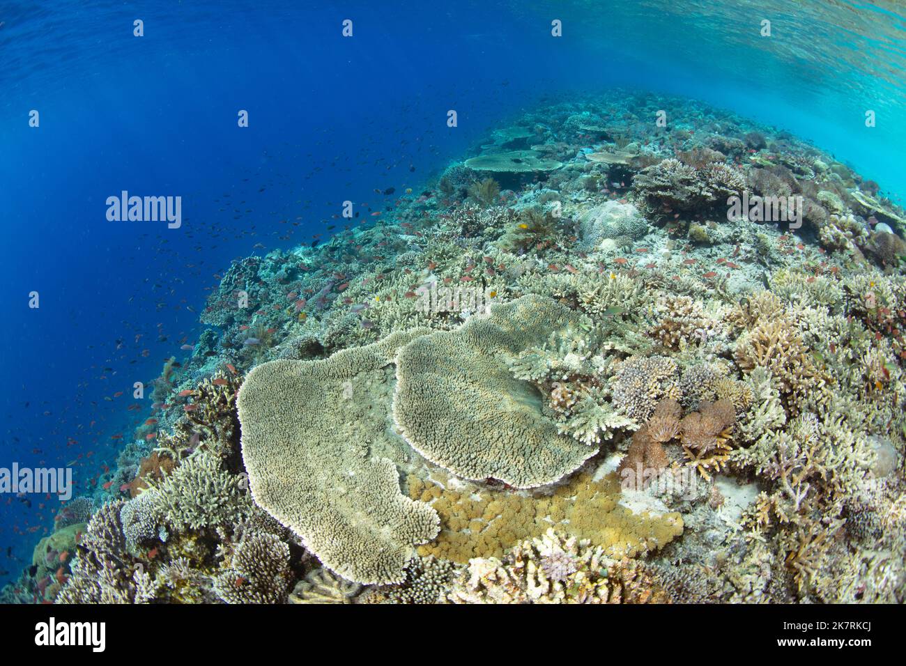 An incredible coral reef grows in the shallows near a remote island in ...