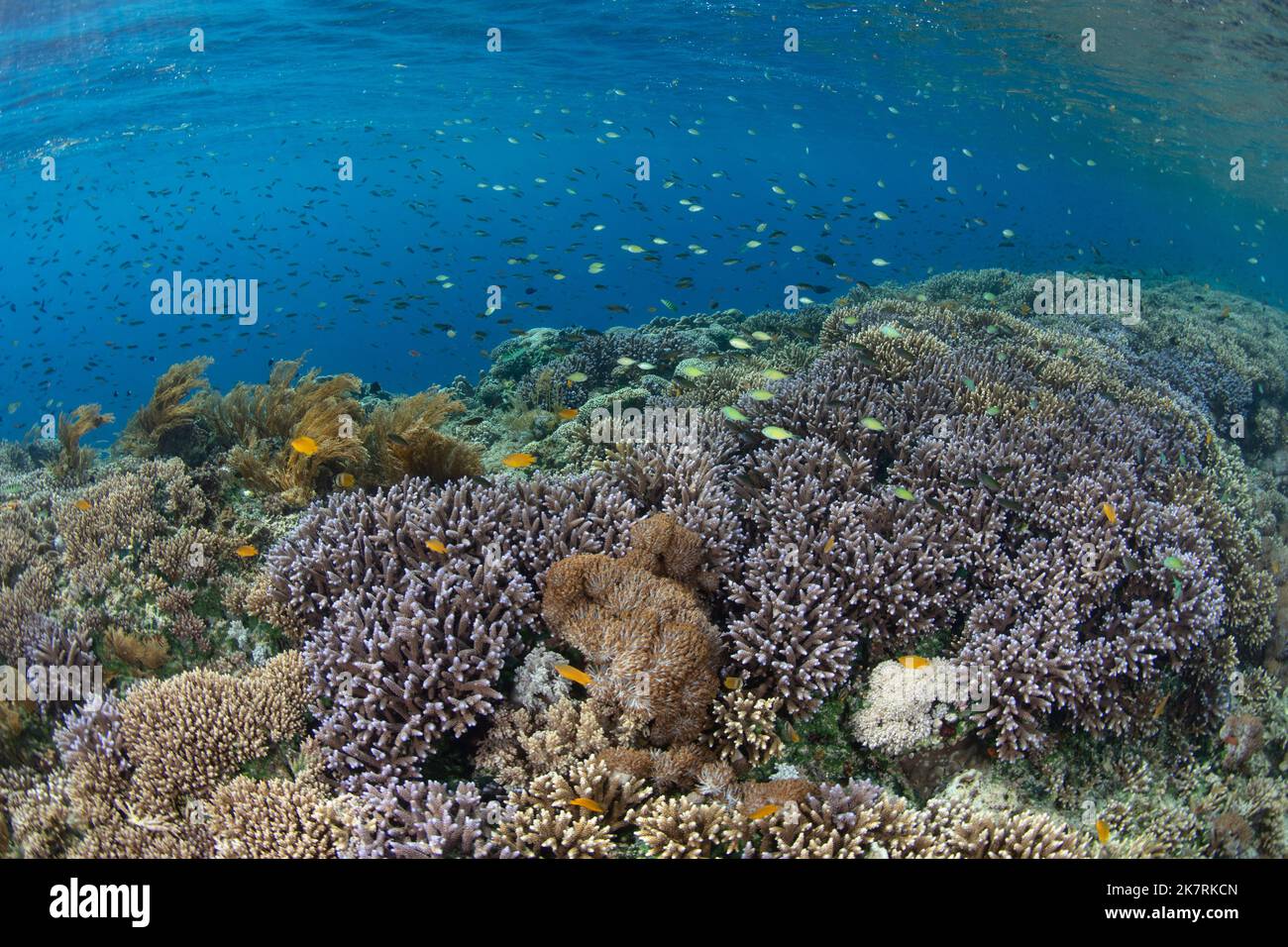 An incredible coral reef grows in the shallows near a remote island in ...