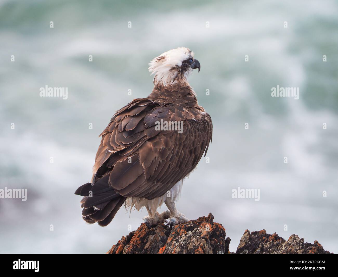 Birds of prey, a beautiful Eastern Osprey or Fish Hawk closeup on some ...