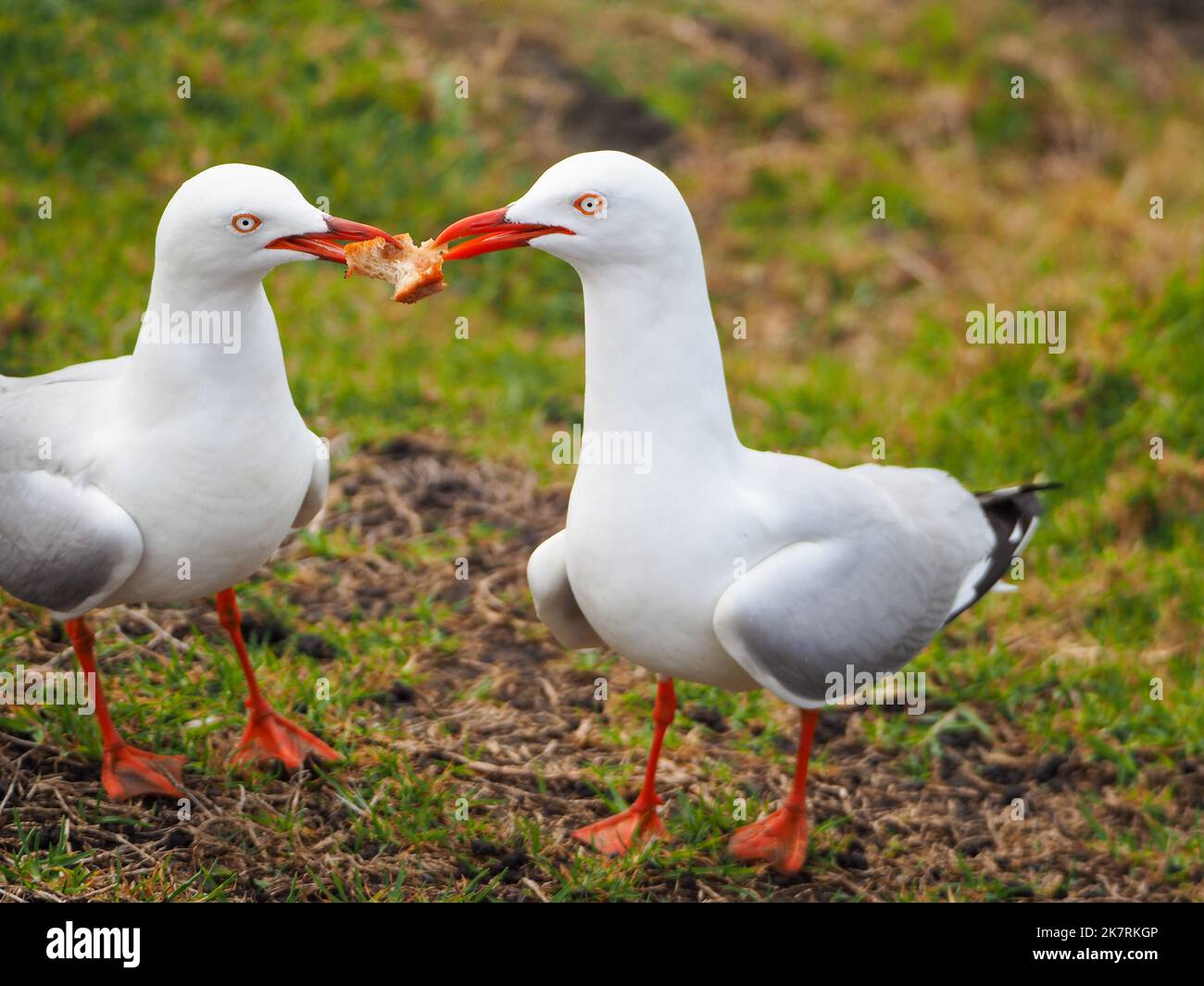 Birds, two Australian Silver gulls, seagulls, fighting over some food ...