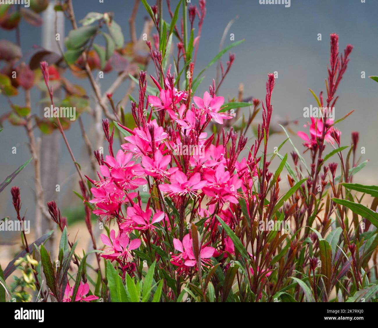 hot pink Gaura Lindheimeri Bush Or Whirling Butterflies flowers ...