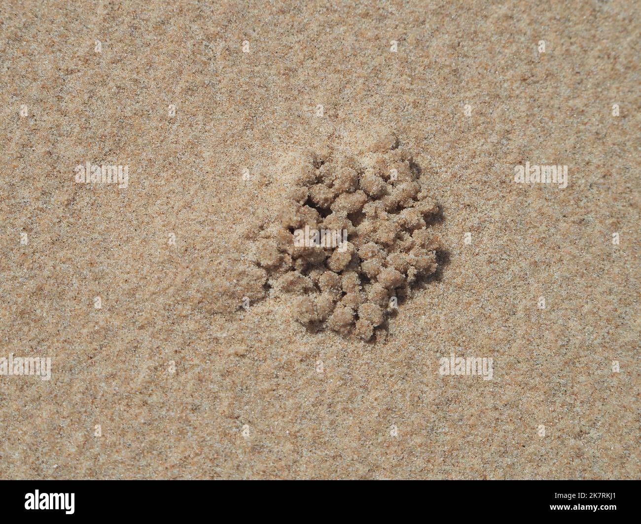 Seaside things, a bunch of Sand balls or pellets formed by sand bubbler ...