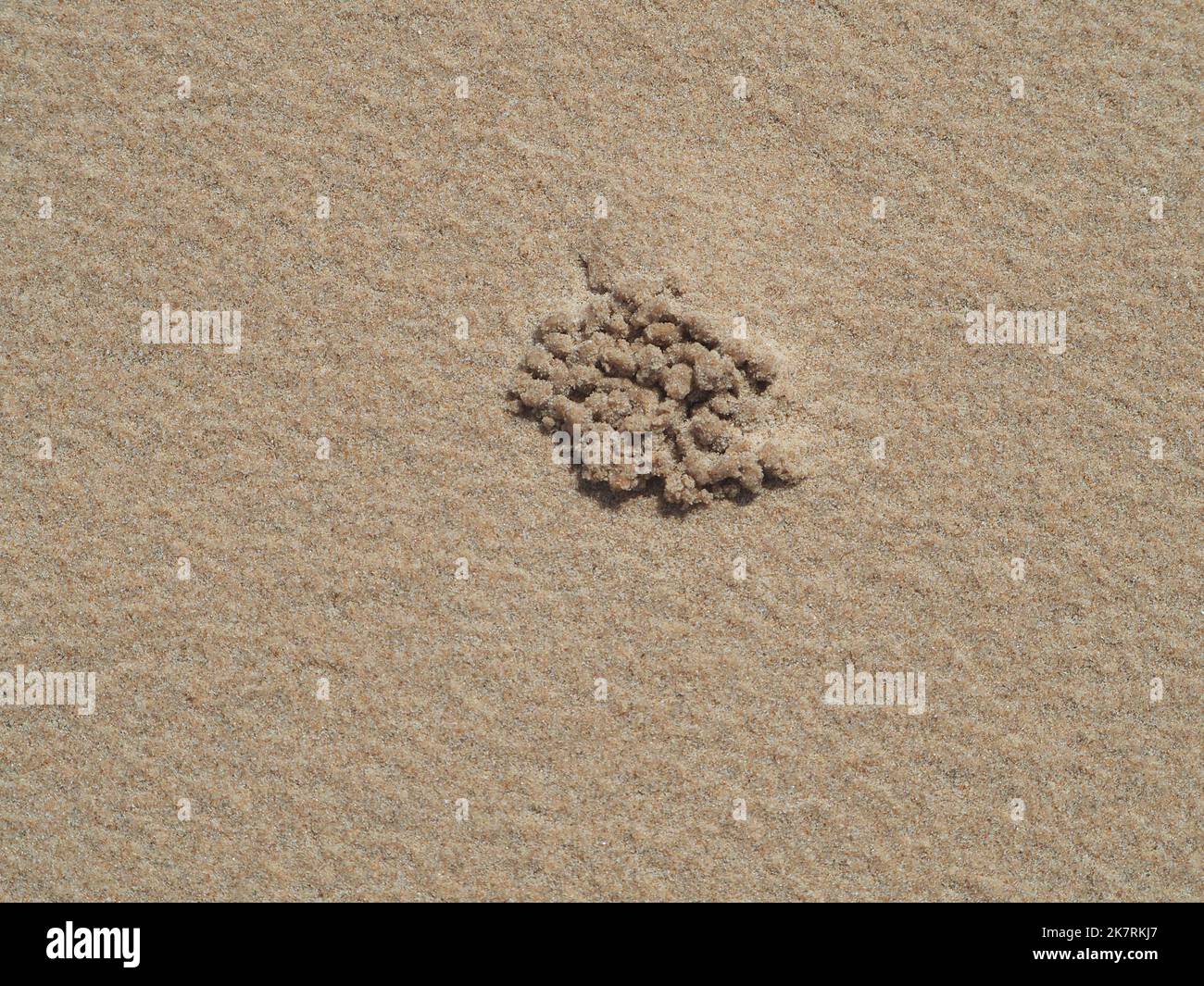 Seaside things, a bunch of Sand balls or pellets formed by sand bubbler ...