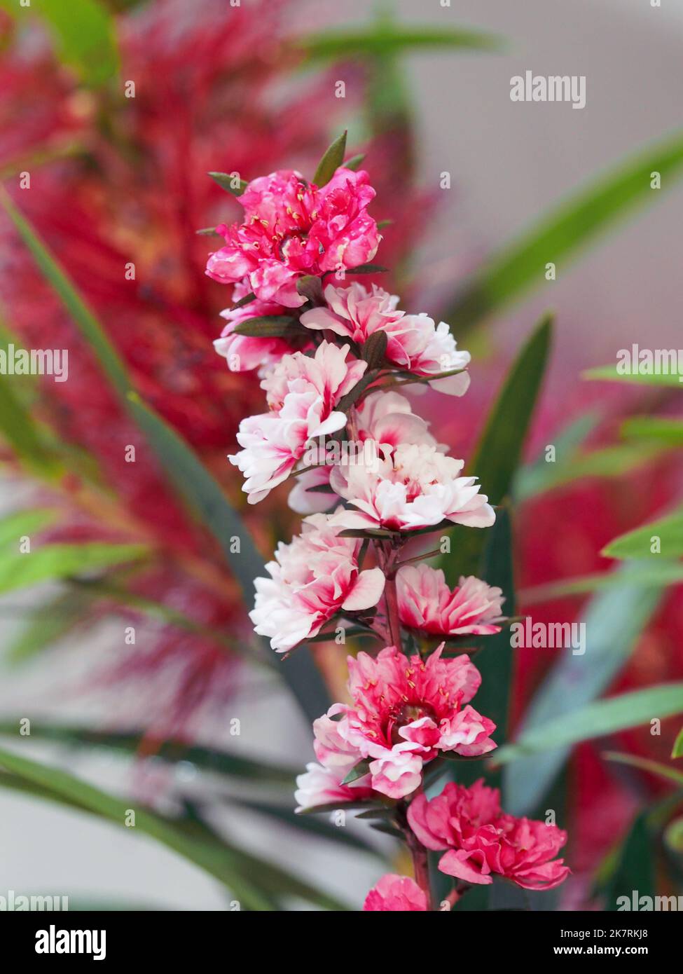 Leptospermum scoparium ballerina hi-res stock photography and images ...