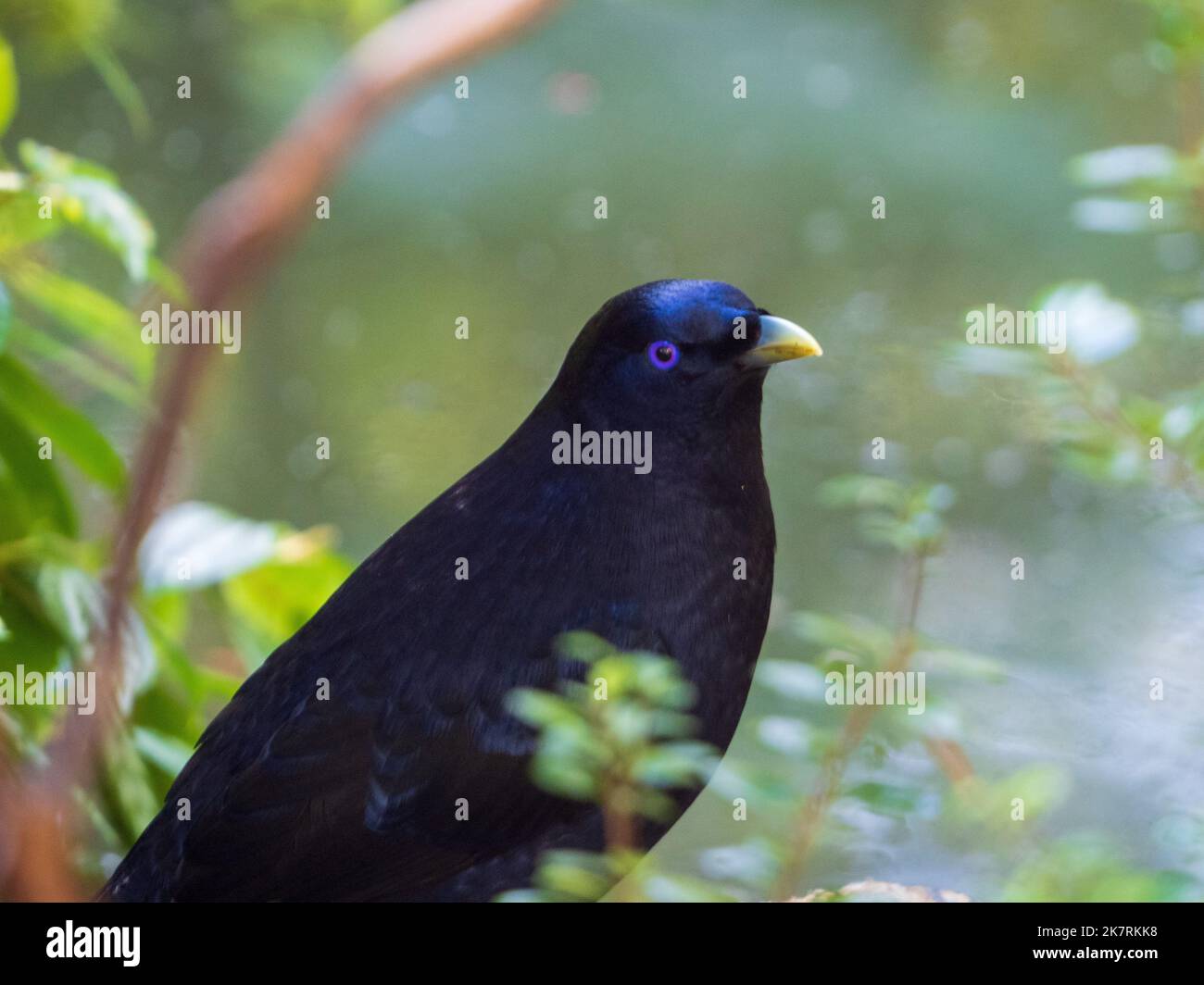 Bird, Shiny Satin Bowerbird male, Ptilonorhynchus violaceus with it's glossy blue-black plumage ...