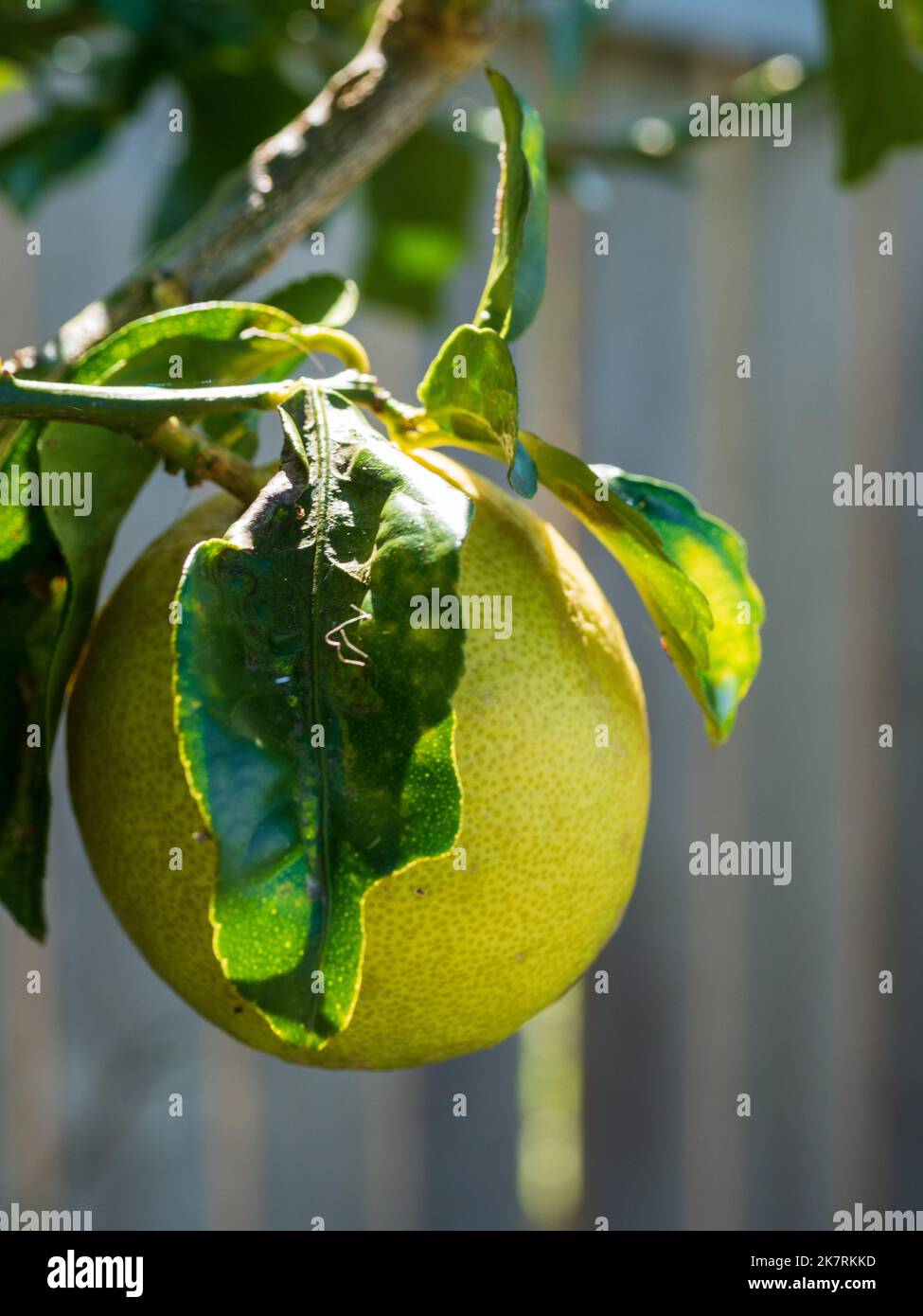 Australian lemon leaf hi-res stock photography and images - Alamy