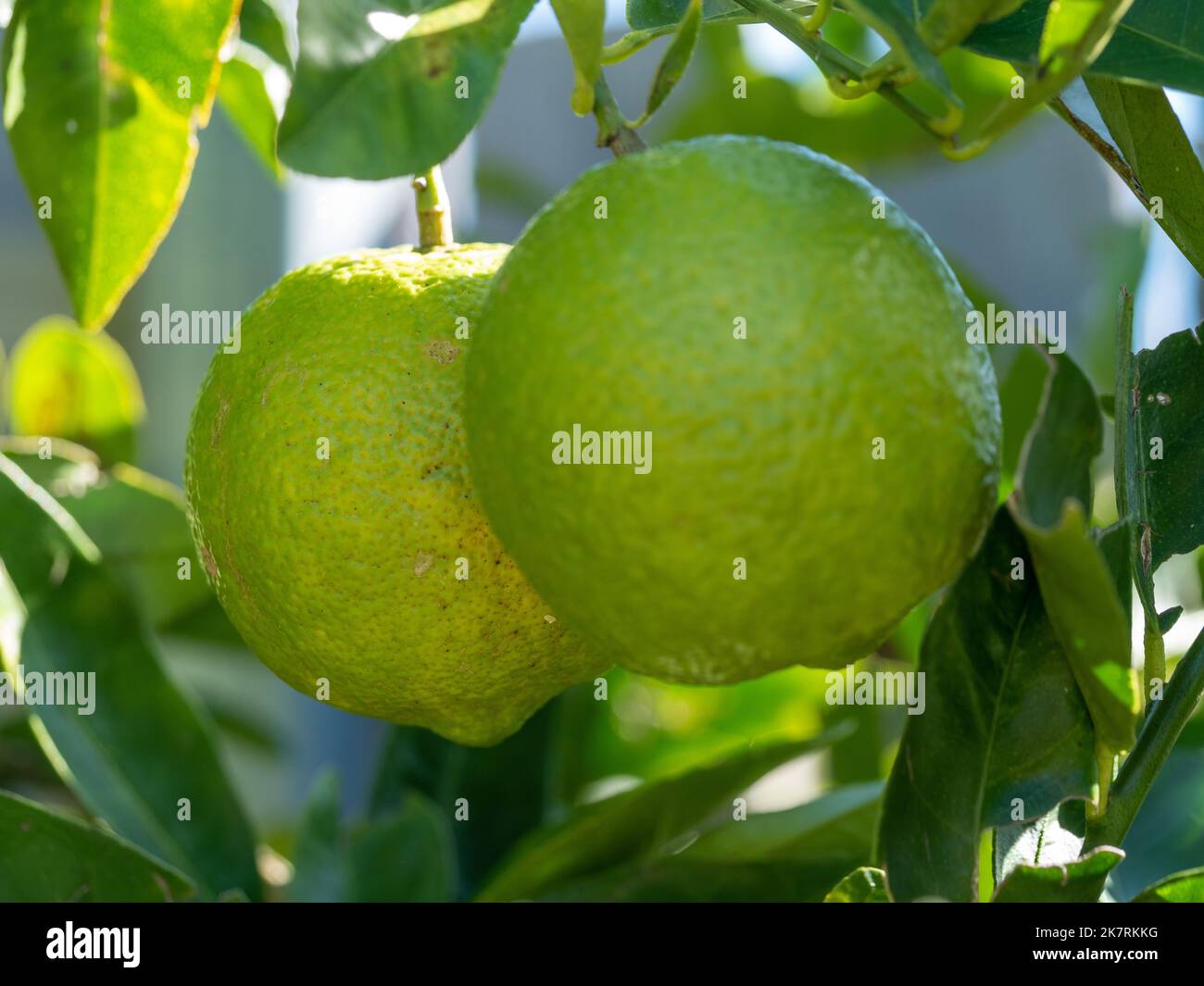 Citrus fruits hanging from a tree hi-res stock photography and images ...