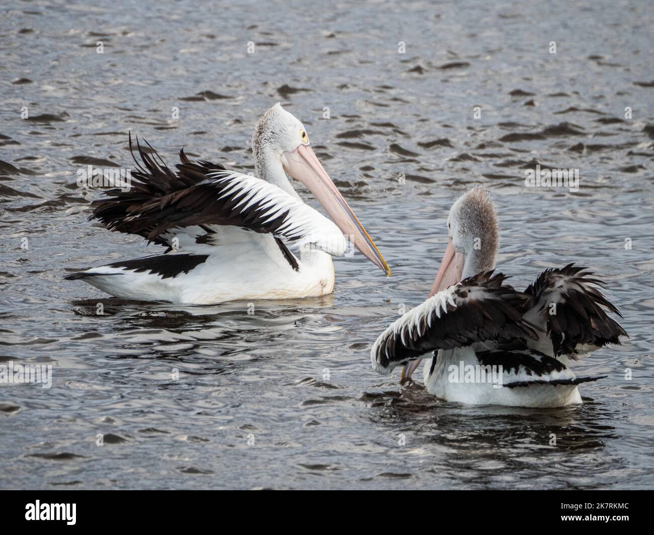 Birds, Australian Pelicans on the water Stock Photo - Alamy