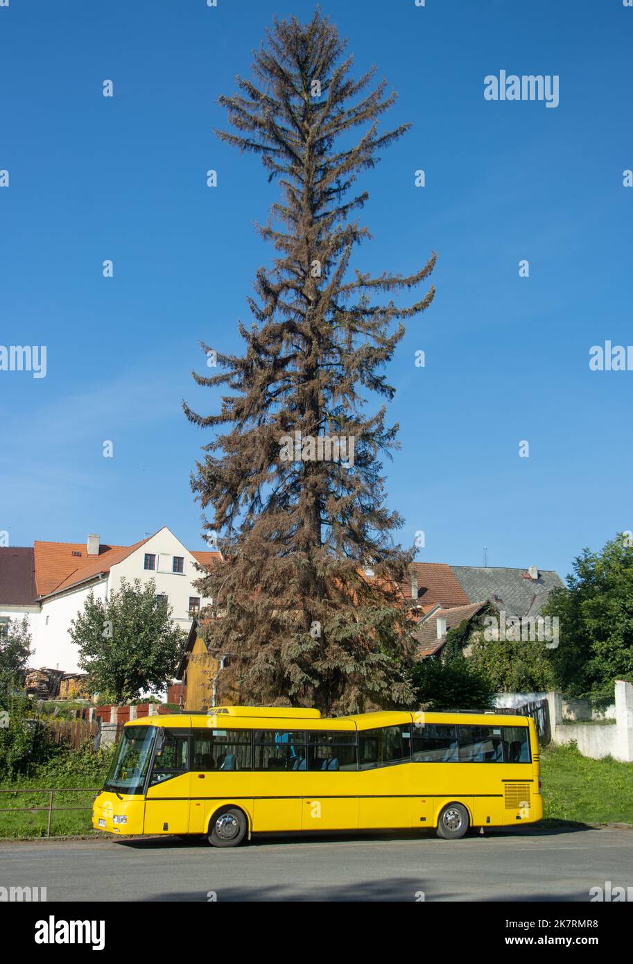 A yellow bus is parked under a big tree Stock Photo - Alamy
