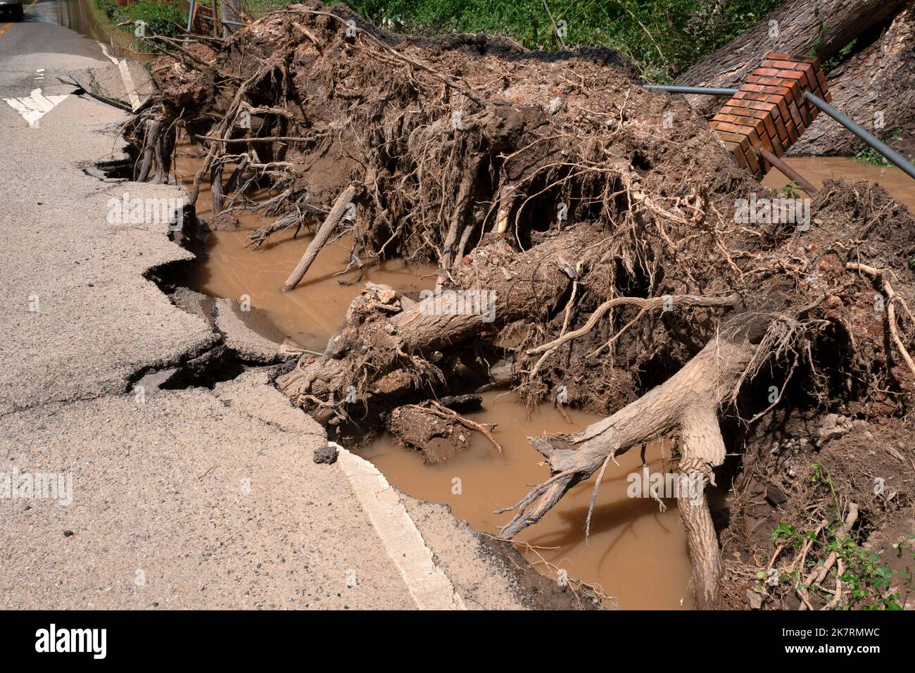 Fallen trees uprooted and roads asphalt pavement destroyed after water ...