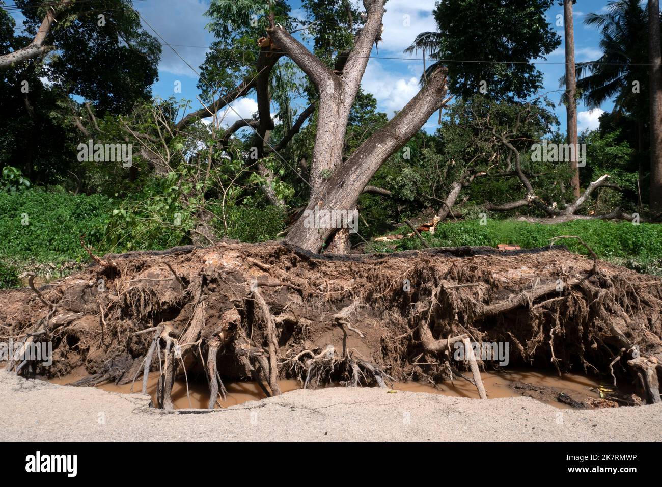 Fallen trees uprooted and roads asphalt pavement destroyed after water ...