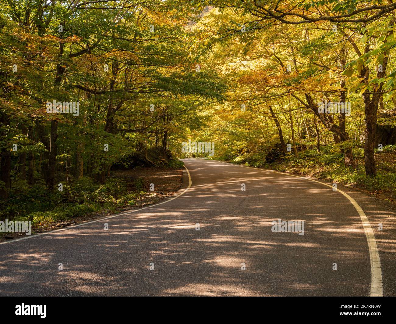 Tree tunnel over the road through Smugglers Notch leading to Stowe in ...
