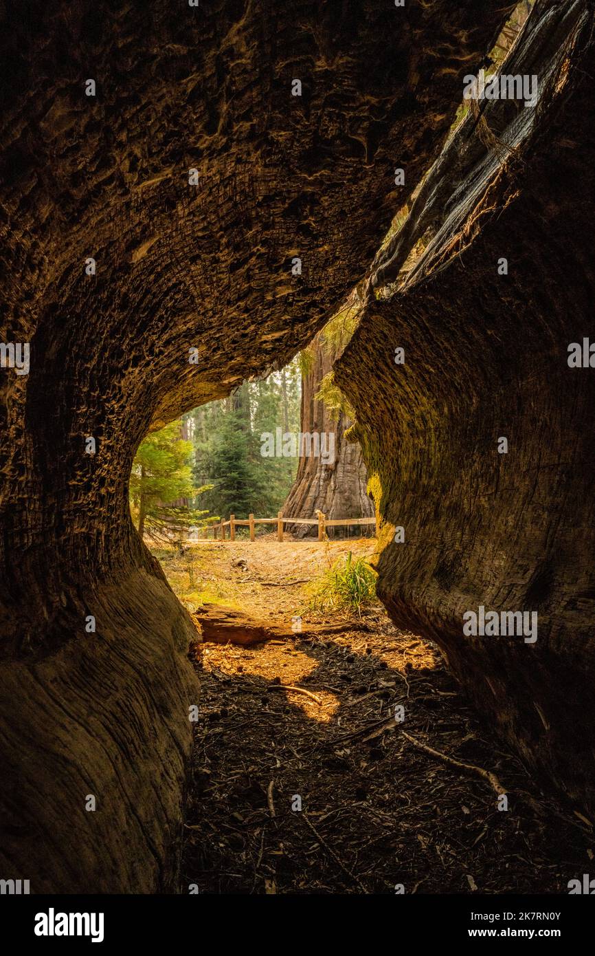 Base of Large Sequoia Visible Through Tunnel In Fallen Tree in Yosemite ...