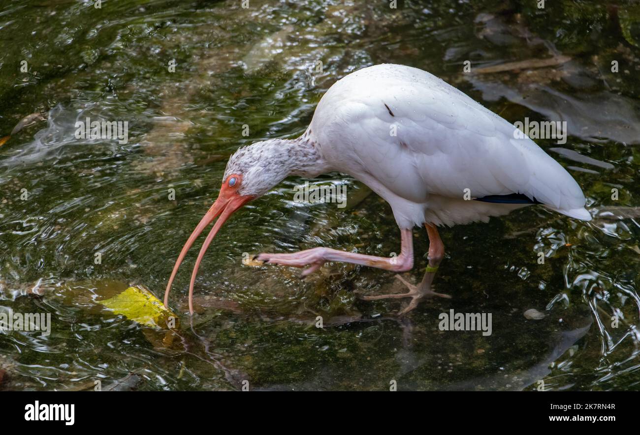 The American white ibis (Eudocimus albus) in water Stock Photo - Alamy