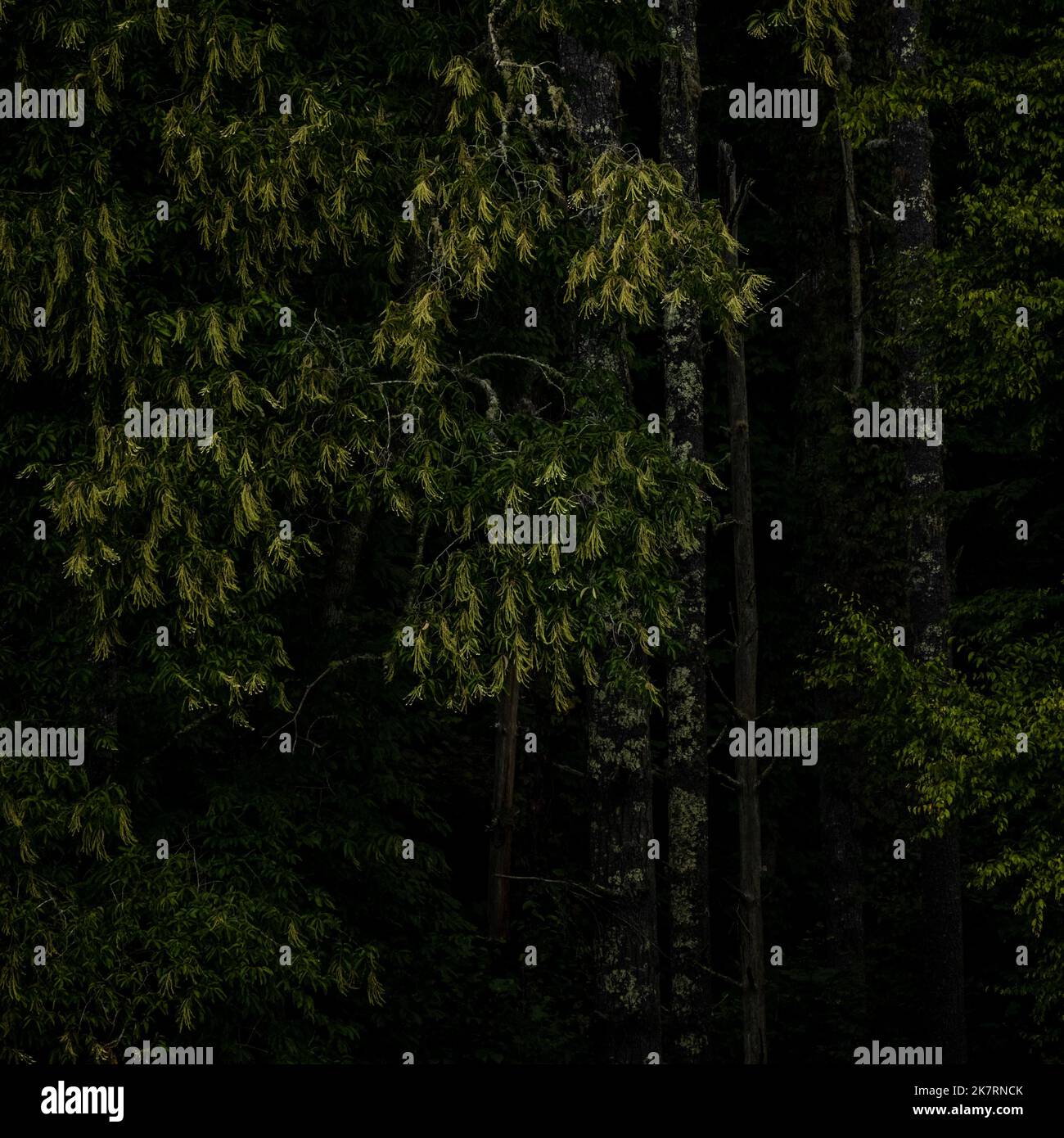 Branches On The Edge of The Woods in Great Smoky Mountains National ...