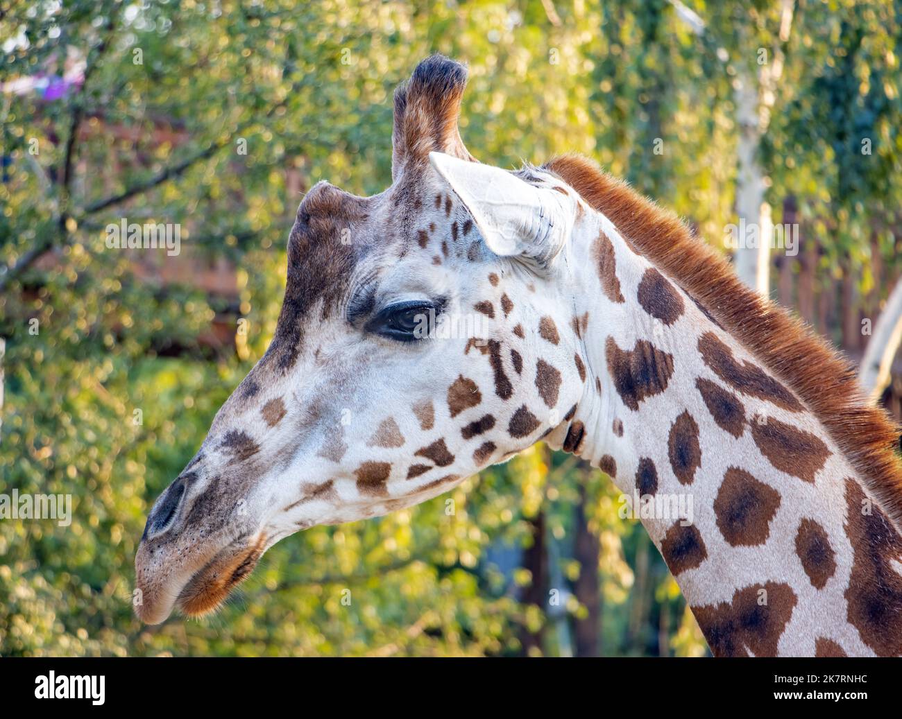 Portrait of a Nubian giraffe - giraffa camelopardalis rothschildi ...